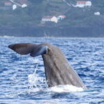UNIQUE FAIAL | Whales & Volcanoes | 2 Half Days - Practical Details and Value Assessment