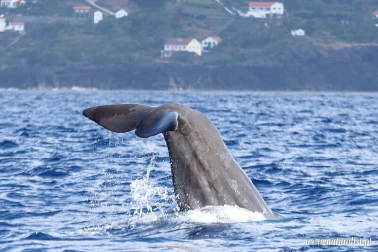 UNIQUE FAIAL | Whales & Volcanoes | 2 Half Days - Practical Details and Value Assessment