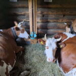 Unterseen: Alpine Cheese Farm Visit & Cheesemaking - Valuing the Experience