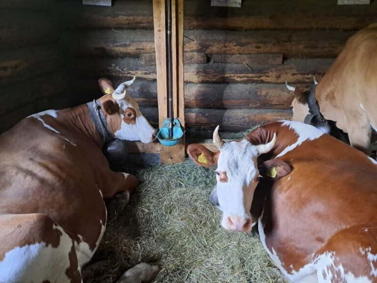 Unterseen: Alpine Cheese Farm Visit & Cheesemaking - Valuing the Experience
