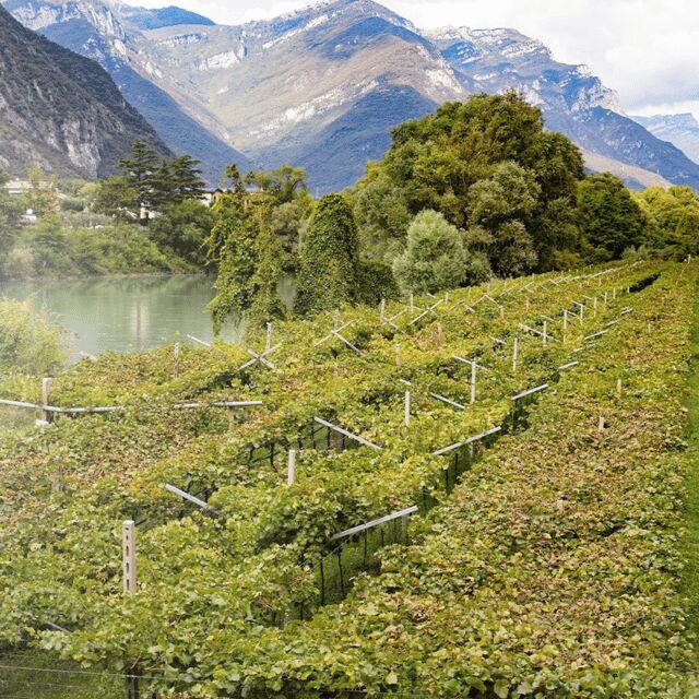 Valdadige: Roeno Guided Tour and Wine tasting - Final Thoughts