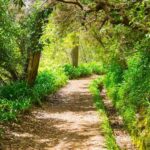 Vale Paraíso Rochão Madeira Island Walk - The Itinerary — What to Expect