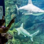 Valencia: Oceanogràfic Entry Ticket - The Experience in Detail