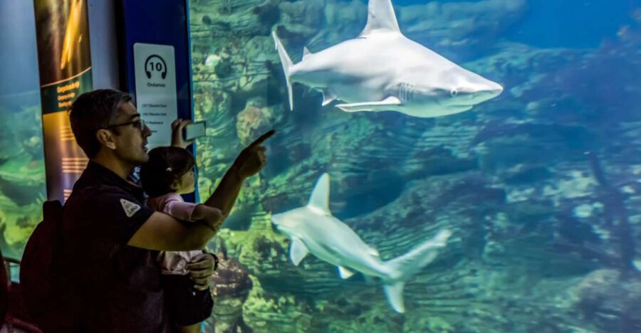Valencia: Oceanogràfic Entry Ticket - The Experience in Detail