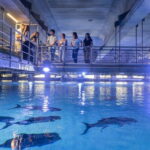 Valencia Oceanogràfic Entry with Backstage tour in Spanish - An Inside Look at the Oceanogràfic Experience