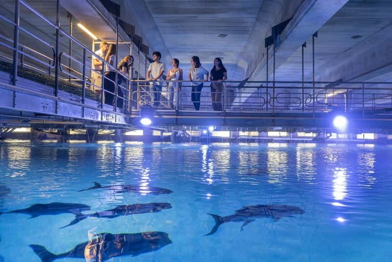 Valencia Oceanogràfic Entry with Backstage tour in Spanish - An Inside Look at the Oceanogràfic Experience