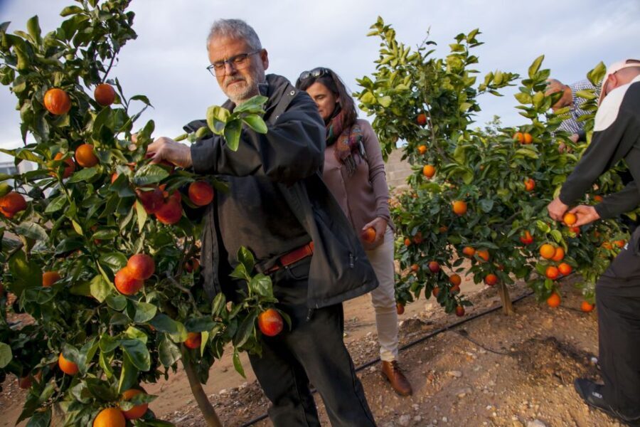 Valencia: Orange Farm and Orchard Trip with Tastings - Authenticity and Value