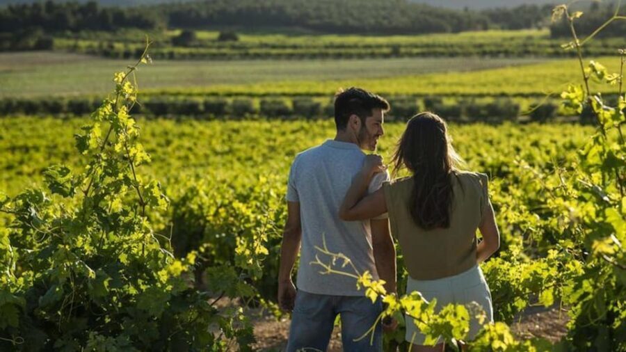 Valencia: Vineyard Tour with Local Wine Tasting & Appetizer - An In-Depth Look at the Vineyard Experience