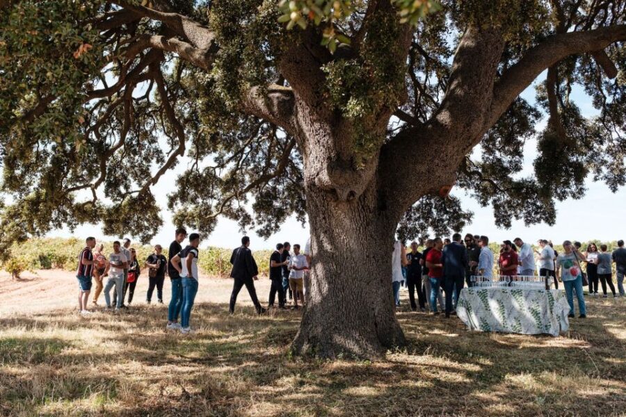 Valencia: Winery Visit with Vineyard Tour & Wine Tasting - Who Is This Tour Best For?