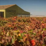 Valladolid: Concejo Bodegas - The Sum Up
