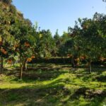 Valley of the Temples: Kolymbethra Garden Entry Ticket - What to Expect on Your Visit