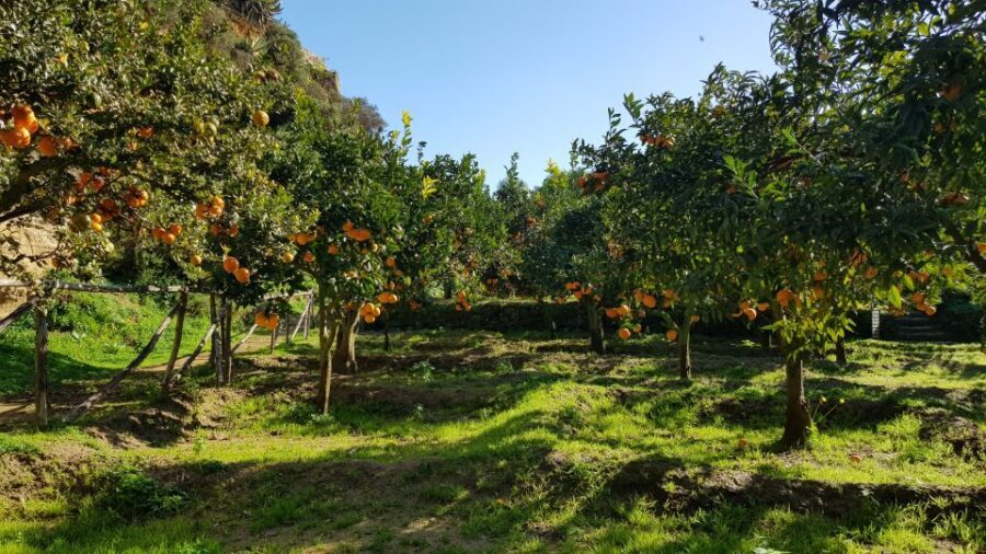 Valley of the Temples: Kolymbethra Garden Entry Ticket - What to Expect on Your Visit