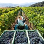 Valpolicella Wine and Olive Oil Tasting with Lunch from Verona - Scenic Drive and the Lessinia Natural Park