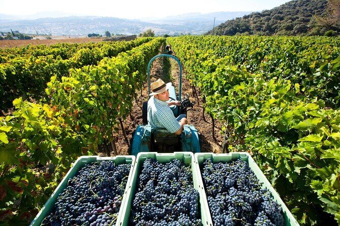Valpolicella Wine and Olive Oil Tasting with Lunch from Verona - Scenic Drive and the Lessinia Natural Park