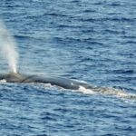 Varazze: Pelagos Sanctuary Guided Cetacean Watching Tour - Is It Worth the Price?