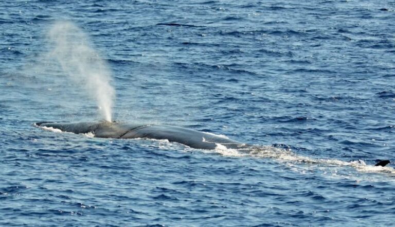 Varazze: Pelagos Sanctuary Guided Cetacean Watching Tour - Is It Worth the Price?