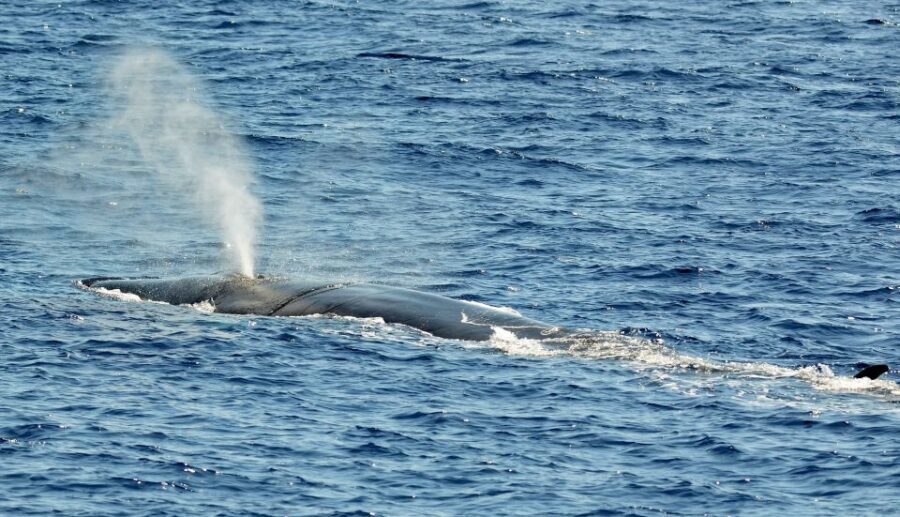 Varazze: Pelagos Sanctuary Guided Cetacean Watching Tour - Is It Worth the Price?