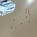 Vatnajökull National Park: Glacier Kayaking Tour - What You Can Expect from the Tour