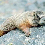 VENICE : DISCOVER WILD ANIMALS IN THE DOLOMITES - An In-Depth Look at the Adventure