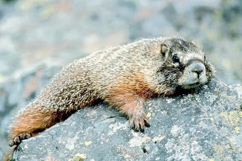 VENICE : DISCOVER WILD ANIMALS IN THE DOLOMITES - An In-Depth Look at the Adventure