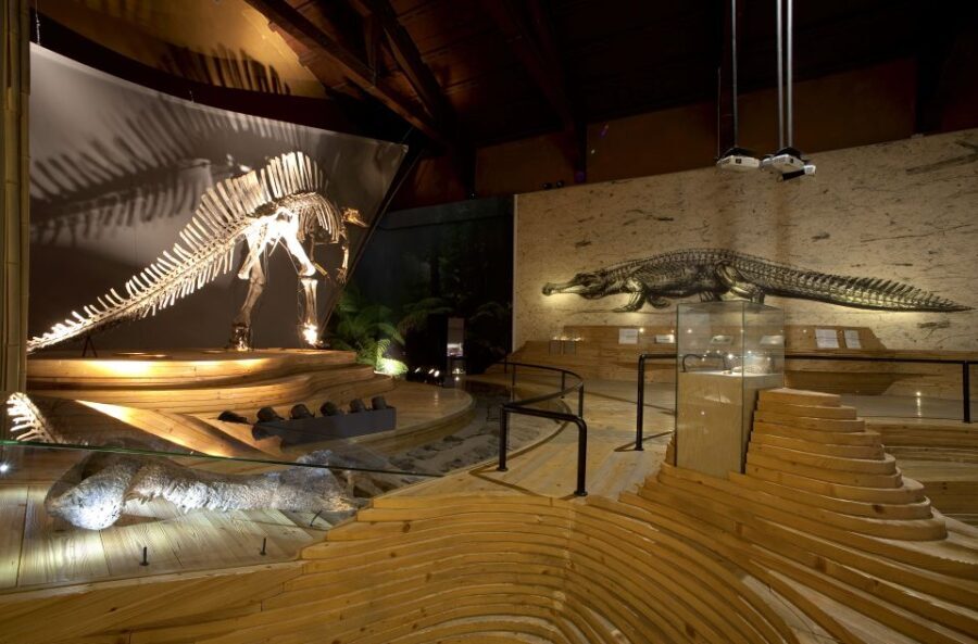 Venice: Natural History Museum Entry Ticket - A Walk Through Venice’s Natural History Museum