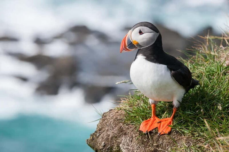 Vestmannaeyjar: Heimaey Island Round Boat Tour - What Makes This Tour Special?