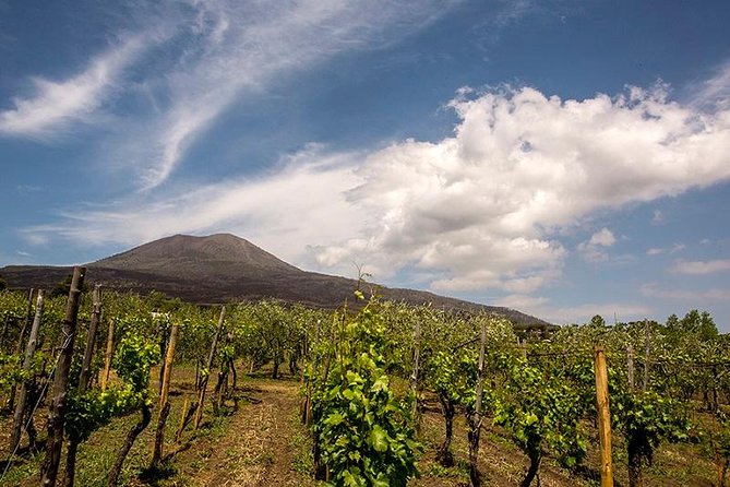 Vesuvio Gran cono + Wine Tasting & Lunch + Transfer from Naples - An In-Depth Look at the Tour Experience