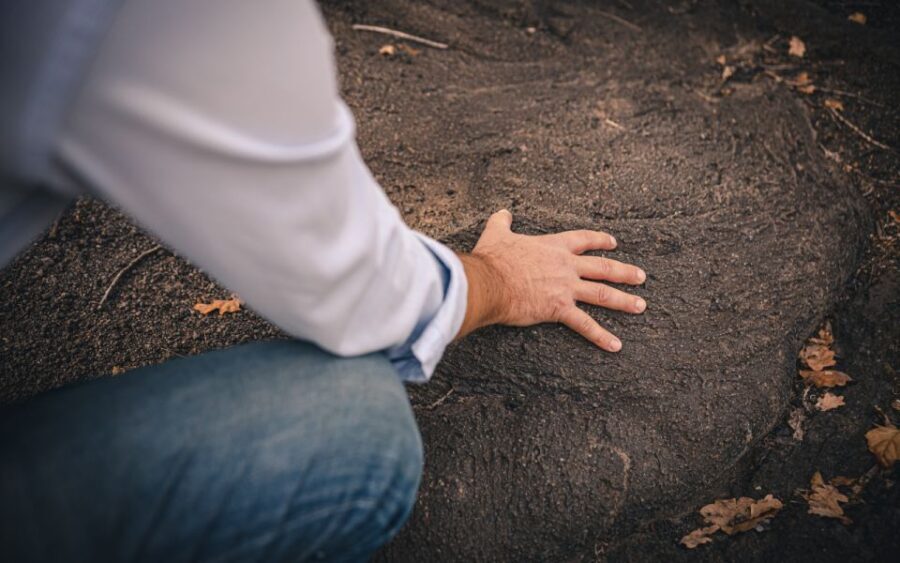 Vesuvio National Park: Wine Tasting & Tour with Light Lunch - The Guided Tour and Vineyard Walk