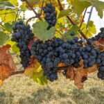 Vienna: Small-Group Wine Tasting Tour - Final Thoughts: Is It Worth It?