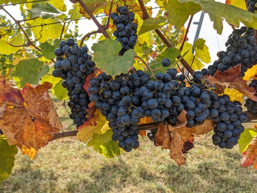 Vienna: Small-Group Wine Tasting Tour - Final Thoughts: Is It Worth It?