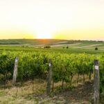 Vienna: Surroundings Sip & Savor Tour - What Makes This Tour Stand Out