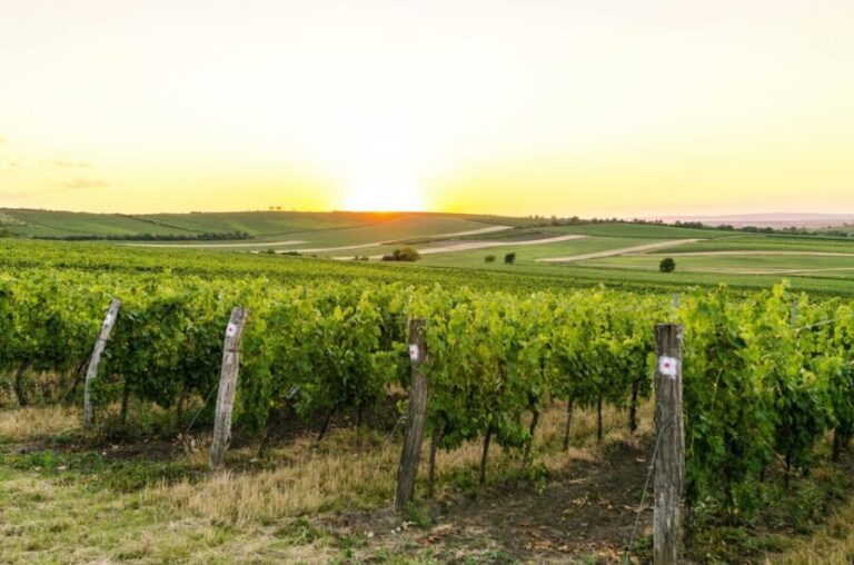 Vienna: Surroundings Sip & Savor Tour - What Makes This Tour Stand Out