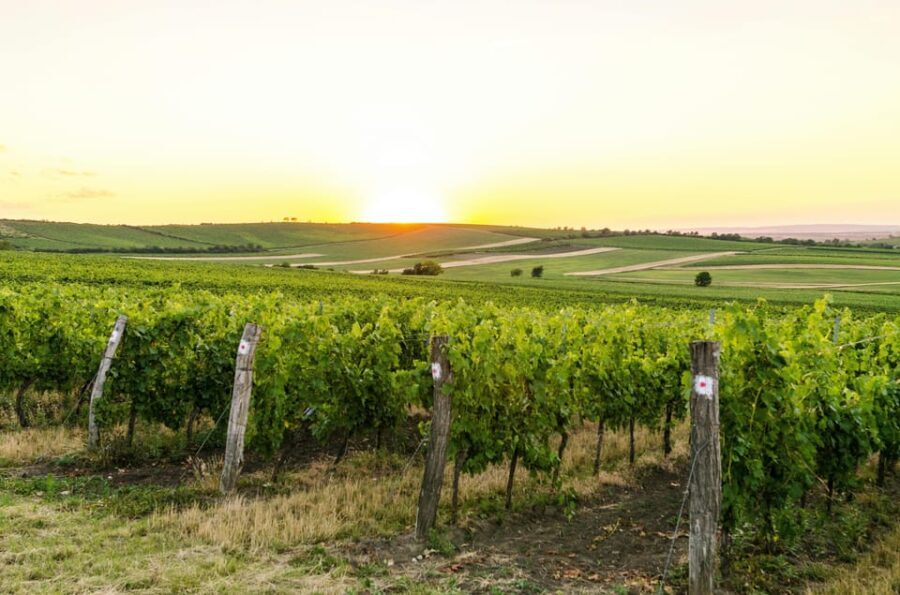 Vienna: Surroundings Sip & Savor Tour - What Makes This Tour Stand Out