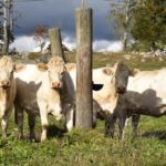 Viking History Half-Day Tour from Stockholm - Pricing and Value