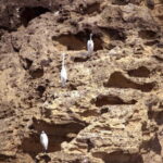 Vila Franca Islet: Inside Guided Natural Reserve Geo Tour - Exploring the Volcanic Crater