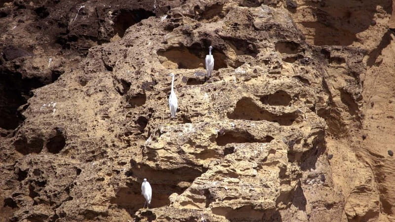 Vila Franca Islet: Inside Guided Natural Reserve Geo Tour - Exploring the Volcanic Crater
