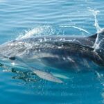 Vilamoura: Boat tour trough Algarve Coastline Highlights - Who This Tour Suits Best