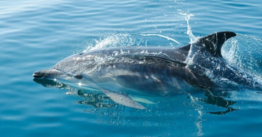 Vilamoura: Boat tour trough Algarve Coastline Highlights - Who This Tour Suits Best