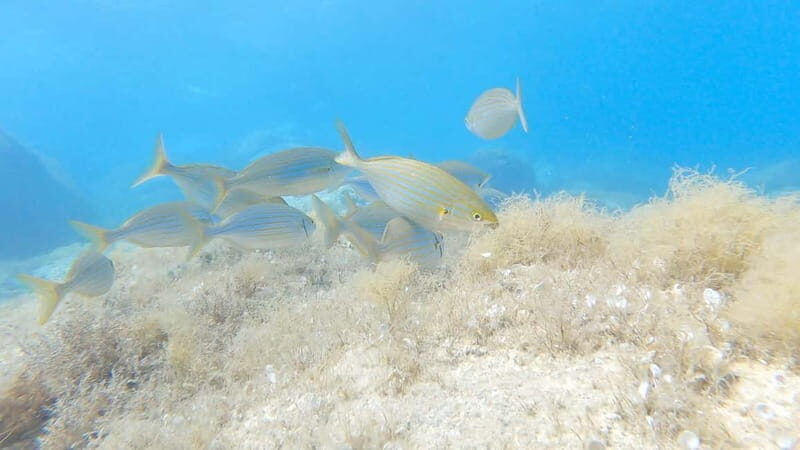 Villasimius: Capo Carbonara First Time Dive with Instructor - The Highlights of This First Dive Experience