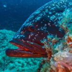 Villasimius: Capo Carbonara Marvellous Guided Dive - What Do Travelers Say?