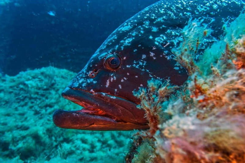 Villasimius: Capo Carbonara Marvellous Guided Dive - What Do Travelers Say?
