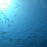 Villasimius: Snorkeling Tour in Capo Carbonara - Practical Tips for Participants