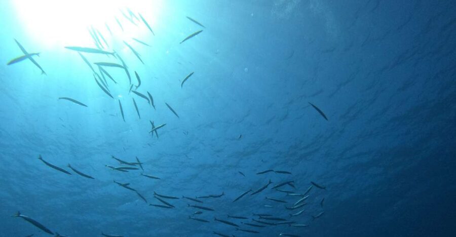 Villasimius: Snorkeling Tour in Capo Carbonara - Practical Tips for Participants