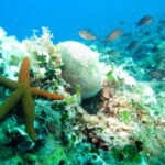 Villefranche-sur-Mer: Experience an introduction to scuba diving - An Authentic Introduction to the Marine World