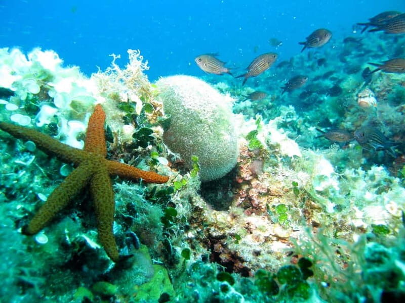 Villefranche-sur-Mer: Experience an introduction to scuba diving - An Authentic Introduction to the Marine World