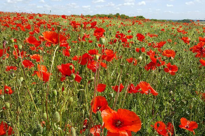 Vimy and Flanders Fields Canadian Battlefield Tour from Lille - An In-Depth Look at What Youll Experience