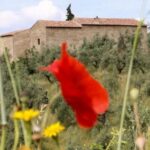 Vinci: Entrance to the Leonardo's Birthplace - Exploring Vinci’s Birthplace: A Close Look