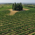 Vinci: wine-experience among the Tuscan hills - The Experience’s Strengths