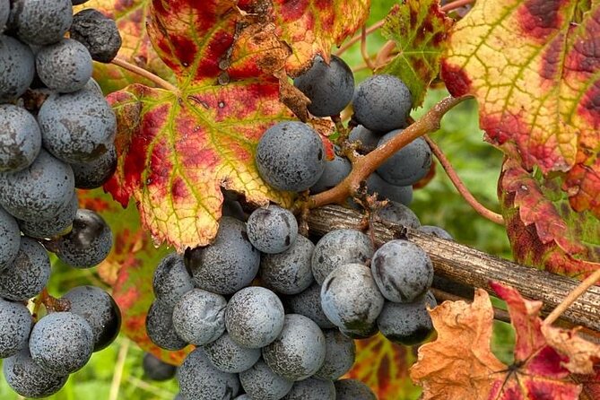 Vineyard experience in Pozzuoli - What Makes This Tour Special?