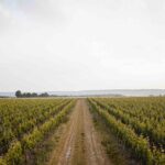 Vineyard tour and wine tasting in Davron - Key Points